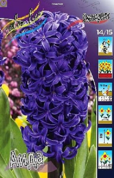 Гиацинт Аида (Hyacinth Aida), 3шт, Color Line по цене 0 руб. Большой ...