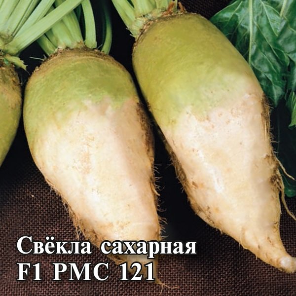 Семена Свекла сахарная РМС 121 F1, 100г, Гавриш, Фермерское подворье по ...
