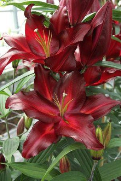 Лилия Авиньер (Lilium Avenger), 5шт, Color Line по цене 0 руб. Большой ...